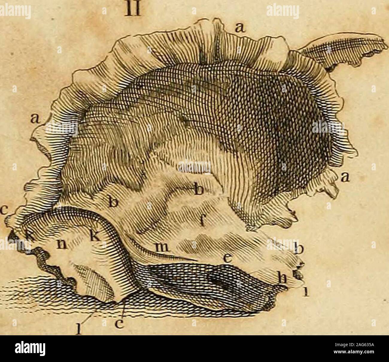. Engravings of the bones, muscles and joints. torium or cross membrane ...