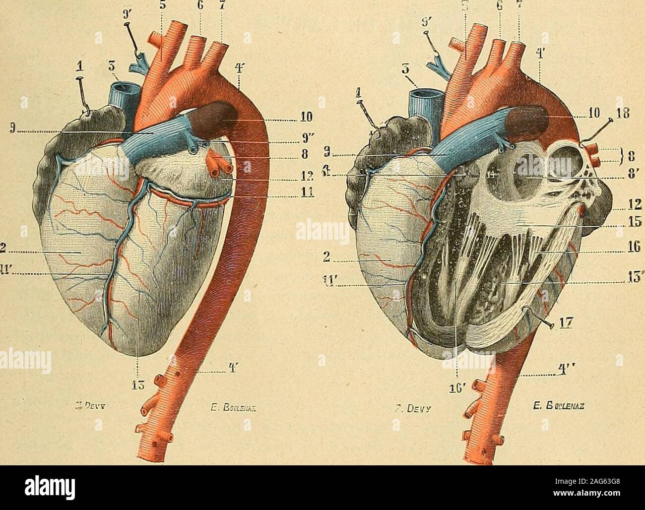Anatomie pulmonaire hi-res stock photography and images - Alamy