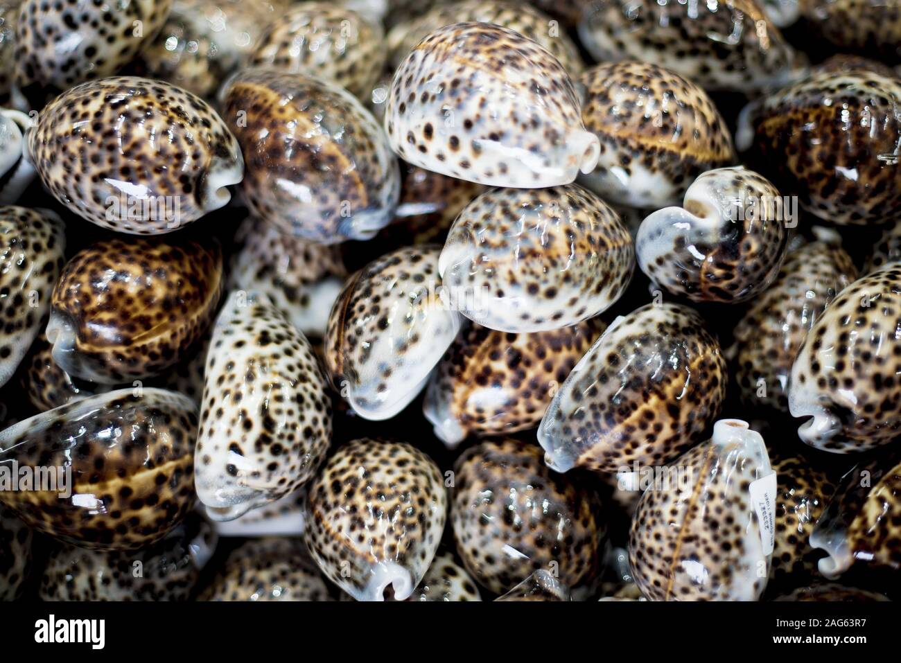High angle shot of many spotted identical brown seashells - perfect for ...