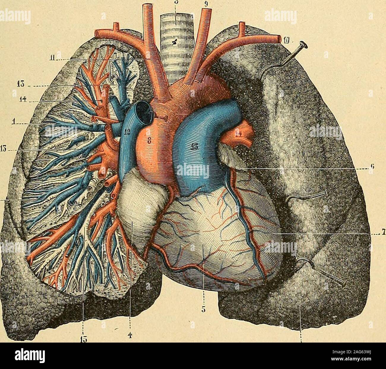 Anatomie des poumons hi-res stock photography and images - Alamy