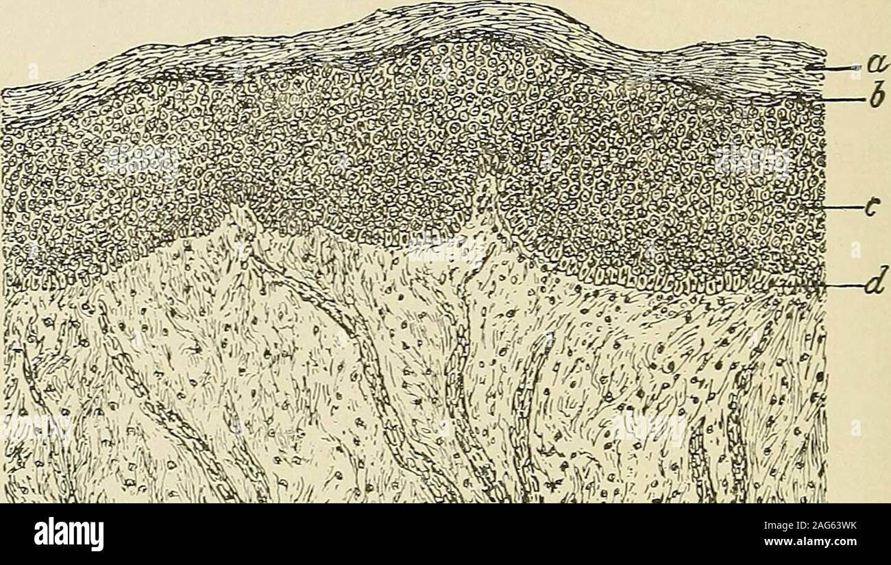 . Gynecological pathology; a manual of microscopic technique and ...