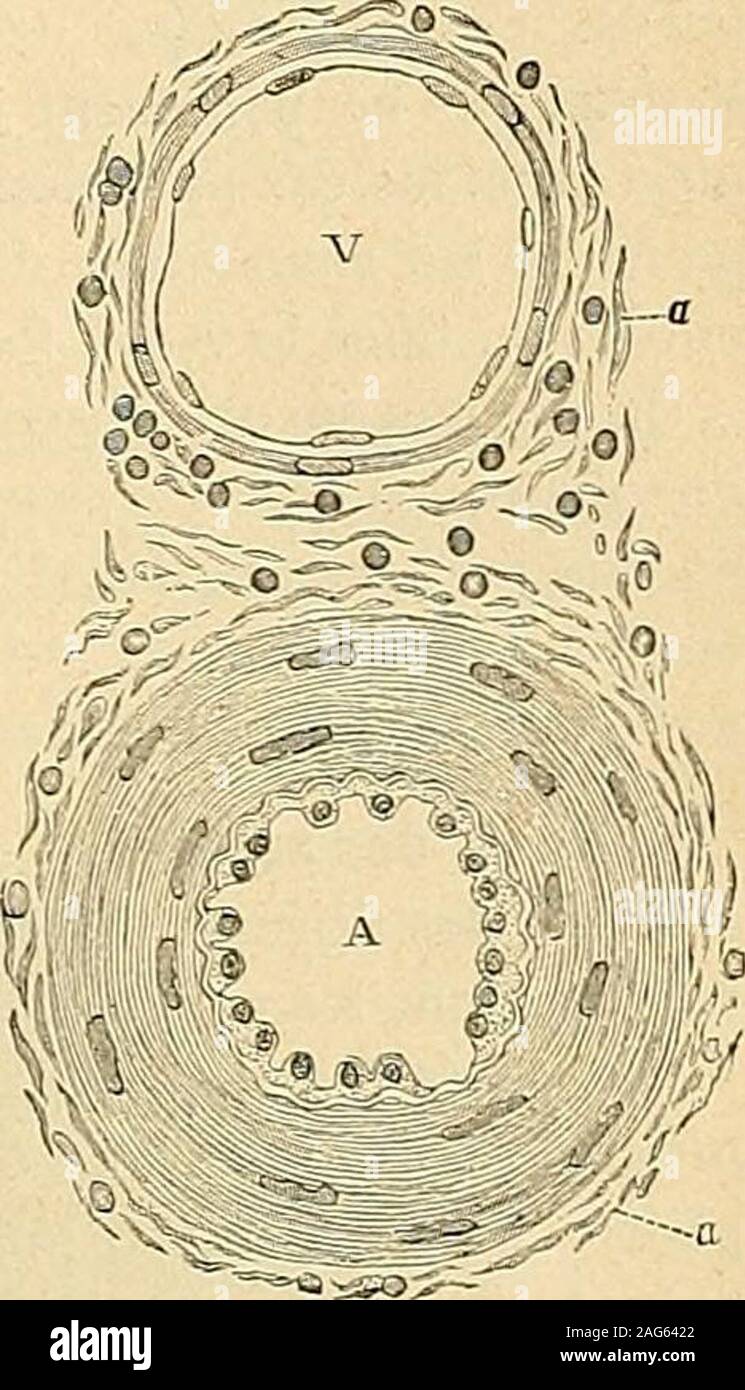 Membraneuses hi-res stock photography and images - Alamy