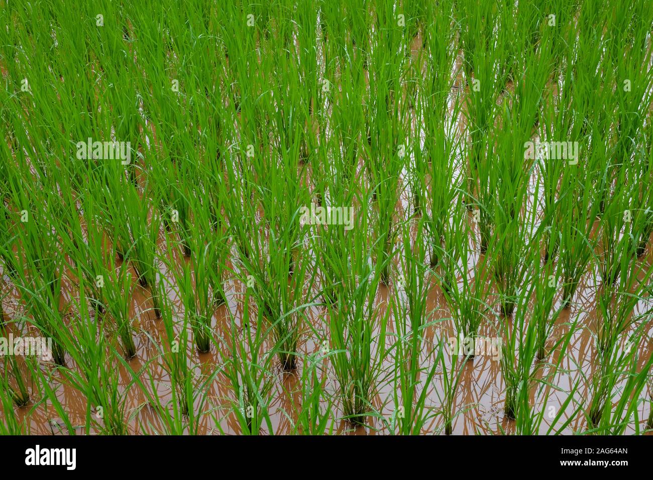 Well grown rice field hi-res stock photography and images - Alamy