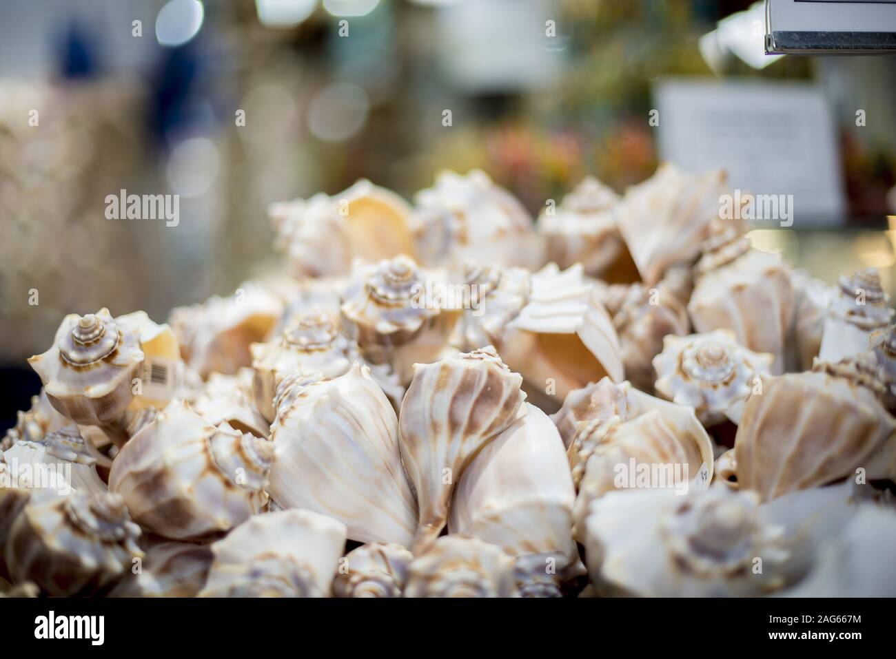 High angle shot of beautiful identical seashells - perfect for a cool ...