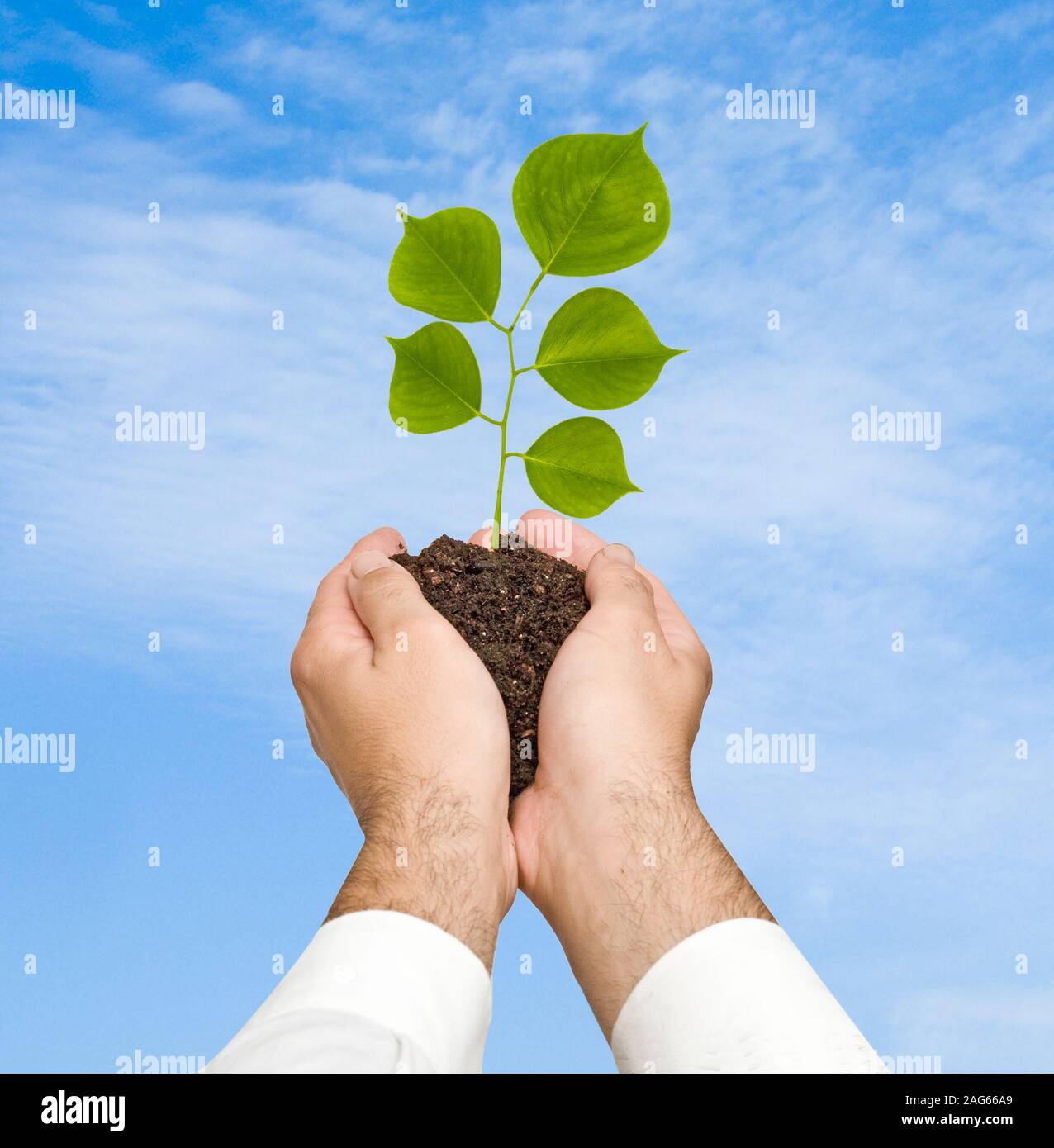 Tree shoot in hands as a symbol of nature potection Stock Photo - Alamy