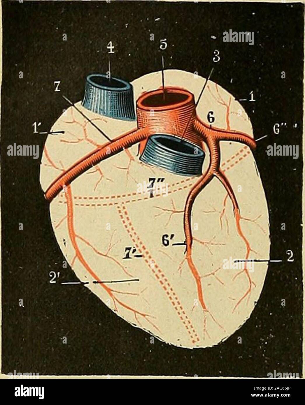 Veine cave inferieure hi-res stock photography and images - Alamy
