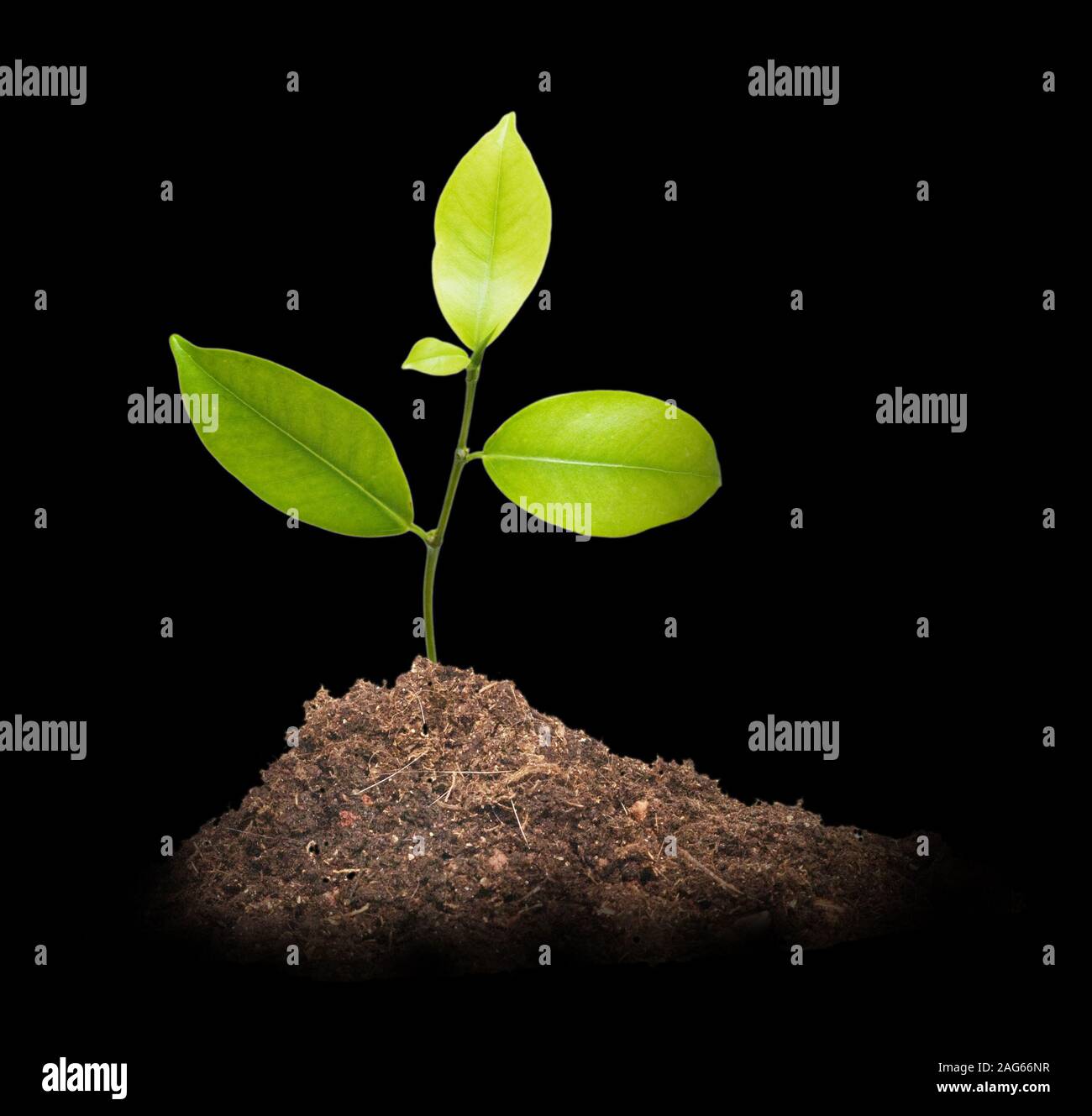 Tree shoot on black background Stock Photo - Alamy