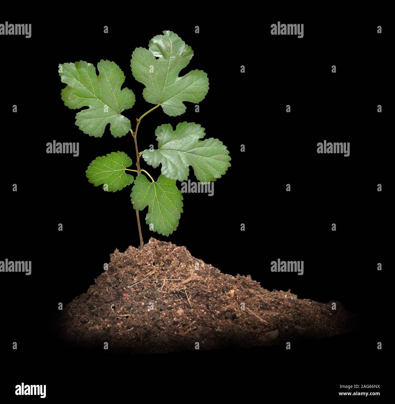 Tree shoot isolated on black background Stock Photo - Alamy