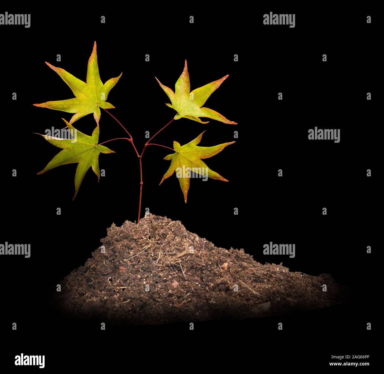 Tree shoot isolated on black background Stock Photo - Alamy