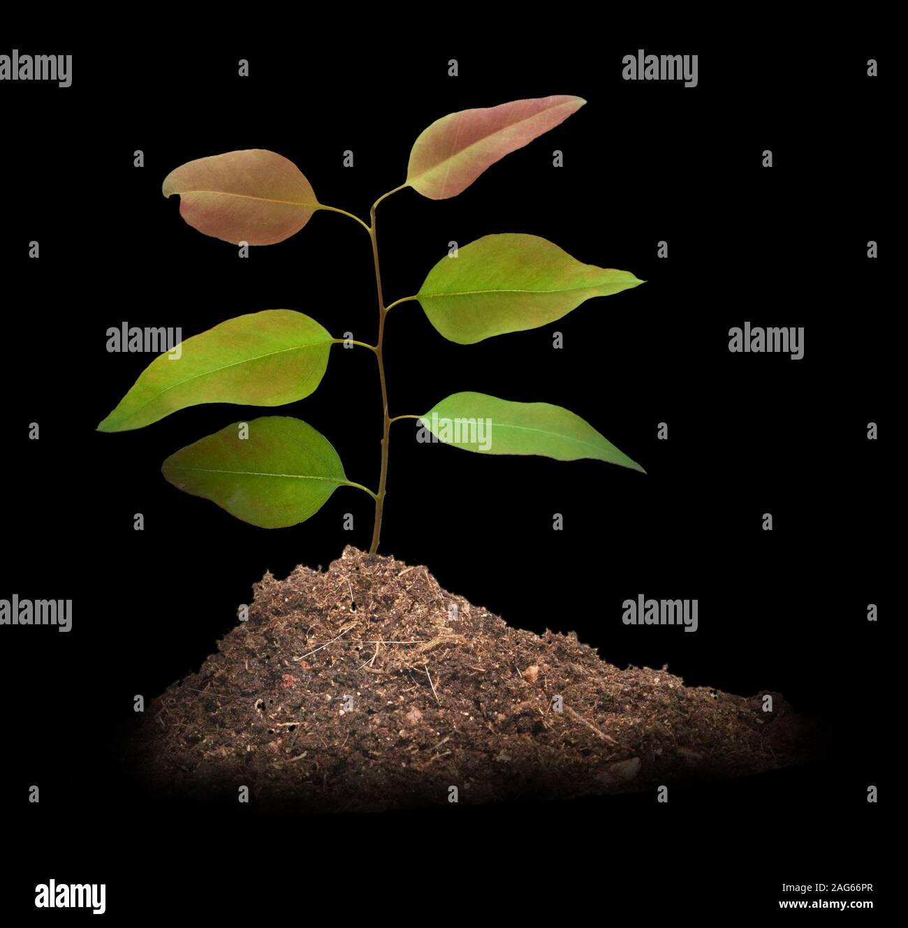 Tree shoot isolated on black background Stock Photo - Alamy