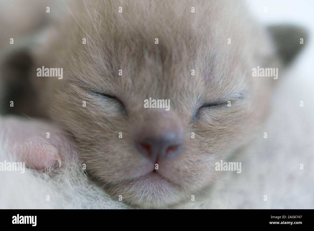 brown burmese kitten one week old close up Stock Photo - Alamy
