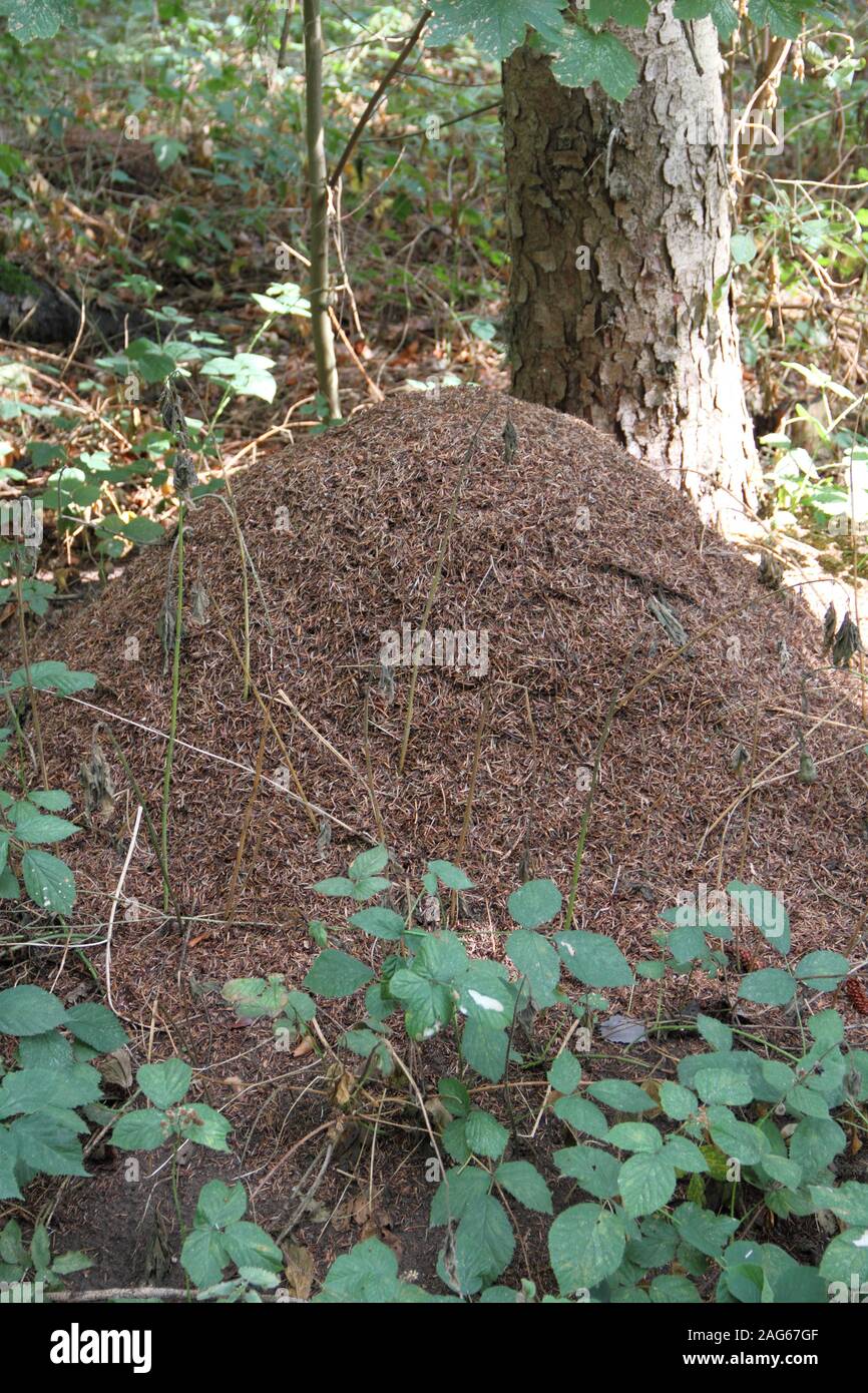 an anthill in the forest Stock Photo - Alamy