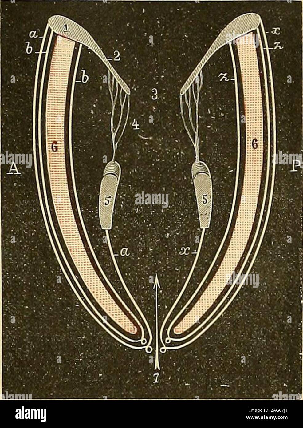 Cordages tendineux hi-res stock photography and images - Alamy