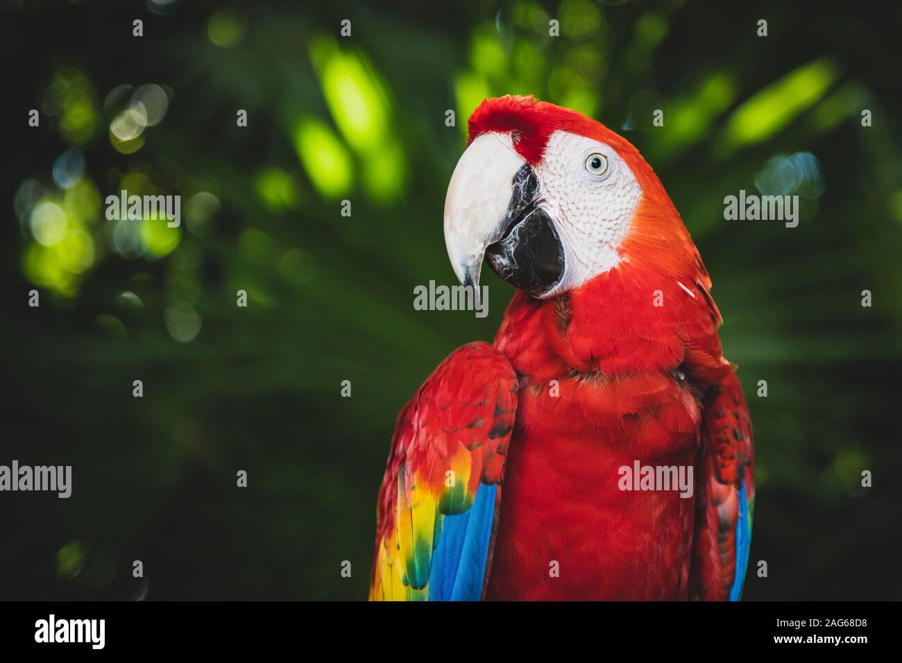 A cute Scarlet Macaw with colorful feathers with green plants in the ...