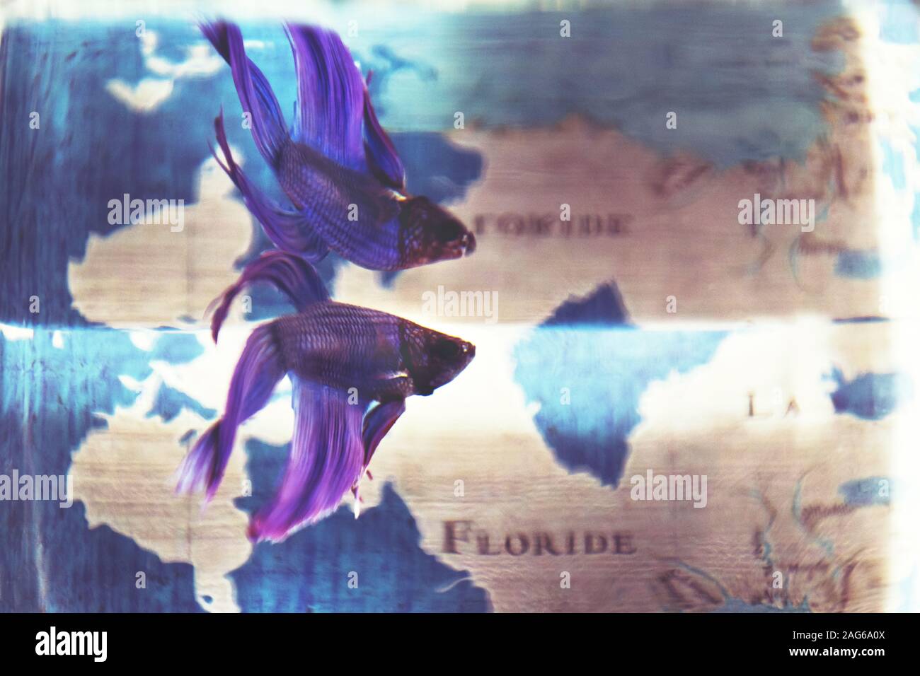 Blue betta fish in a fish tank with a reverse reflection with the world ...