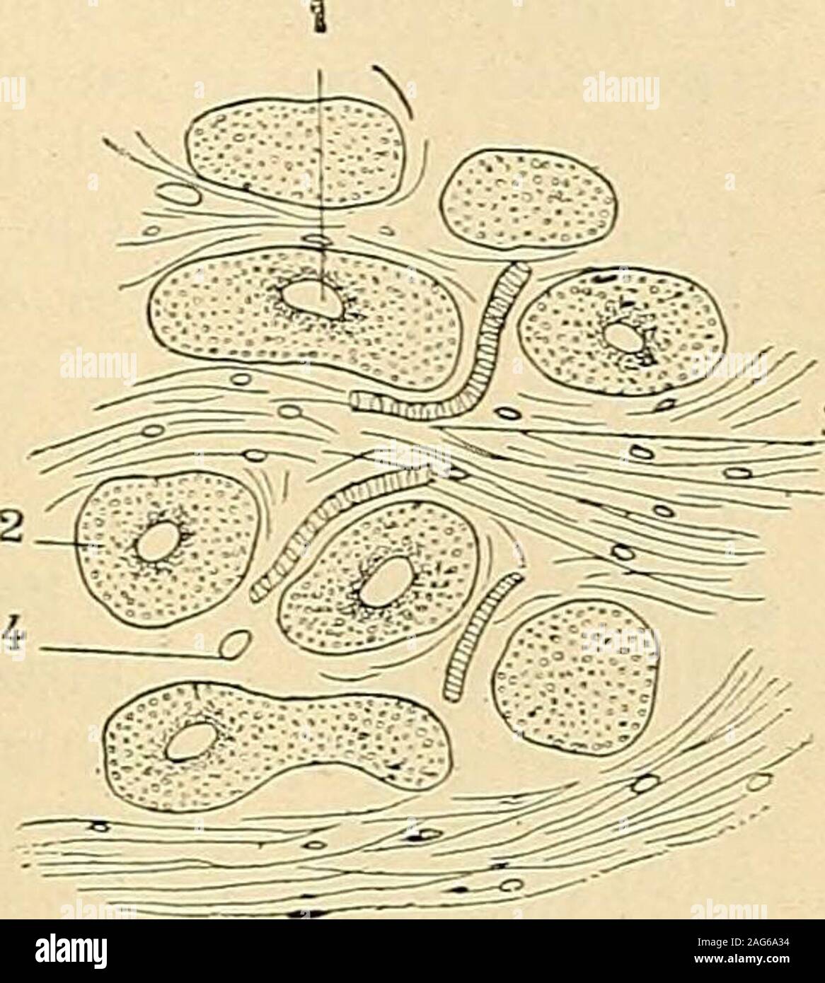 . Traité d'anatomie humaine : anatomie descriptive, histologie ...