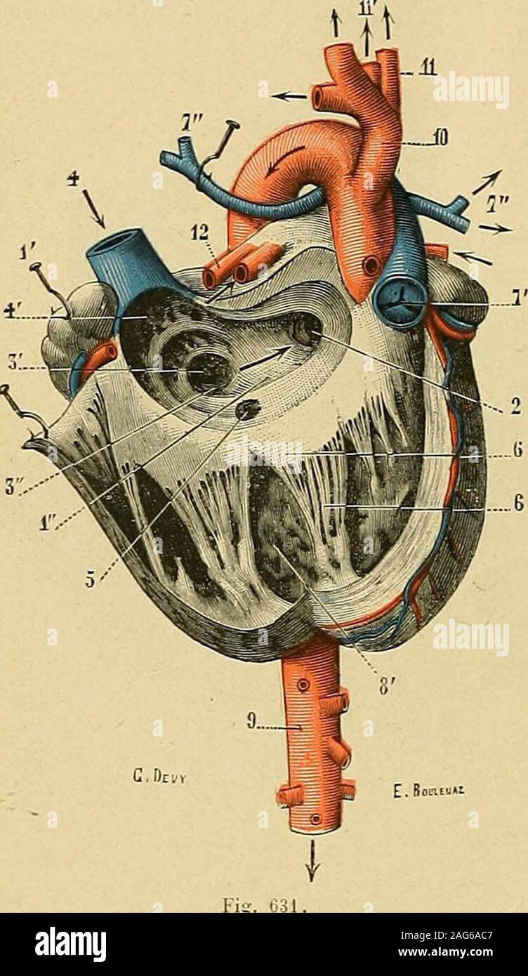 Valvule hi-res stock photography and images - Alamy