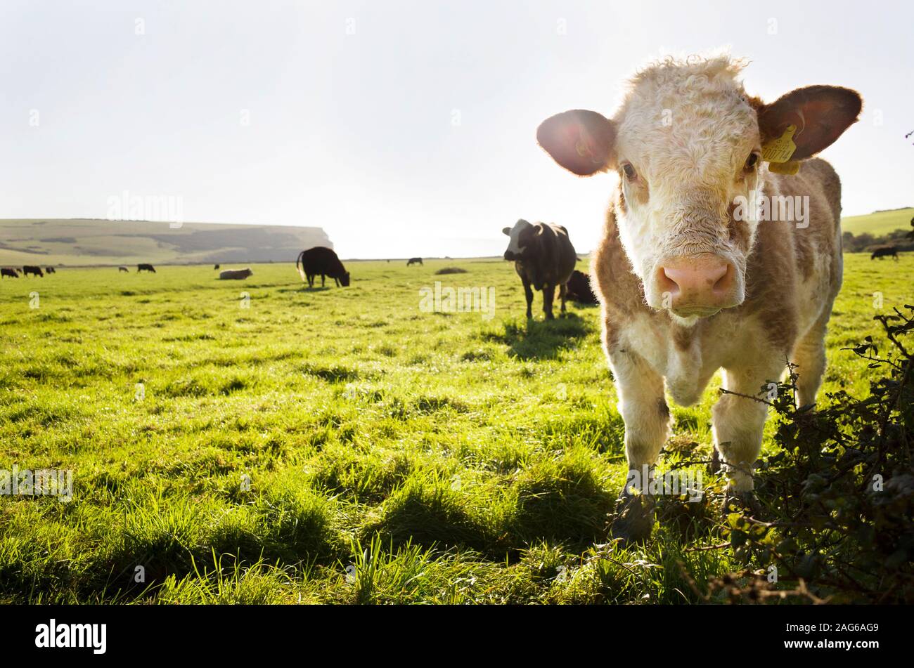 Cows at Seaford's head nature reserve Stock Photo - Alamy