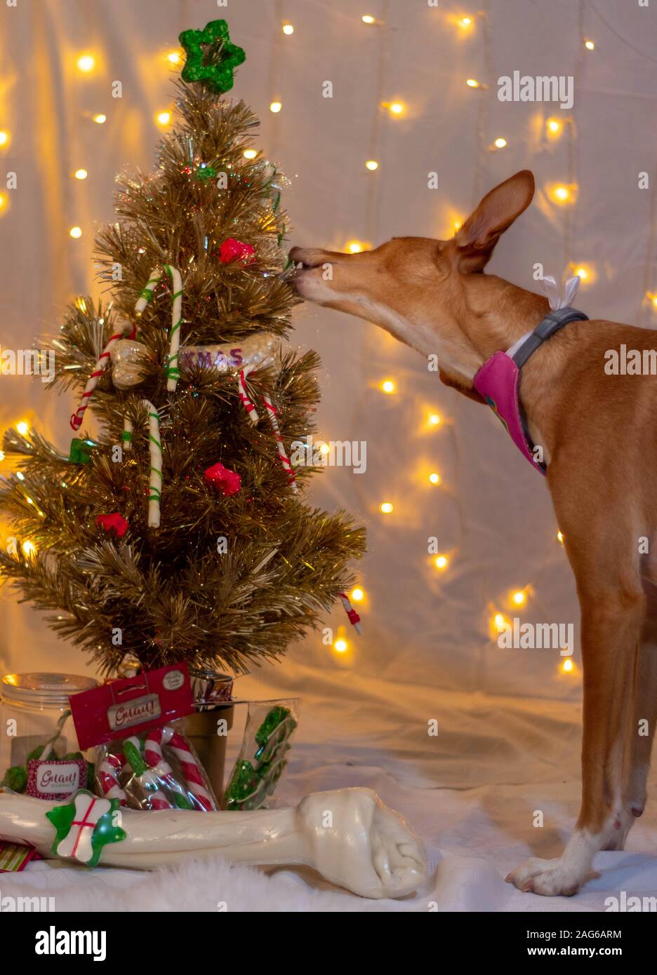 Eve catching hi-res stock photography and images - Alamy