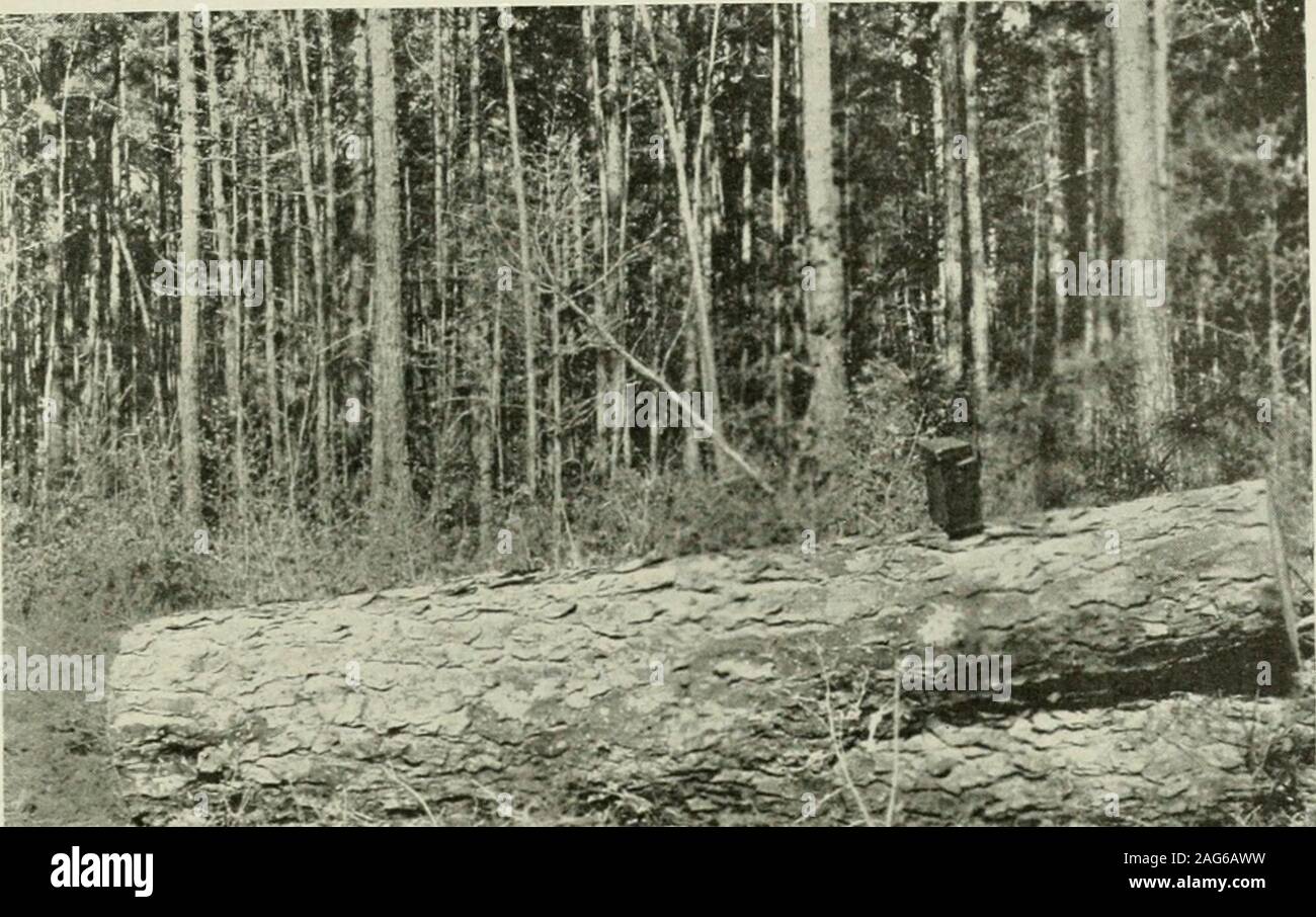 . Prolonging the cut of southern pine. FIG. 8—VERY CROOKED LOG READY ...