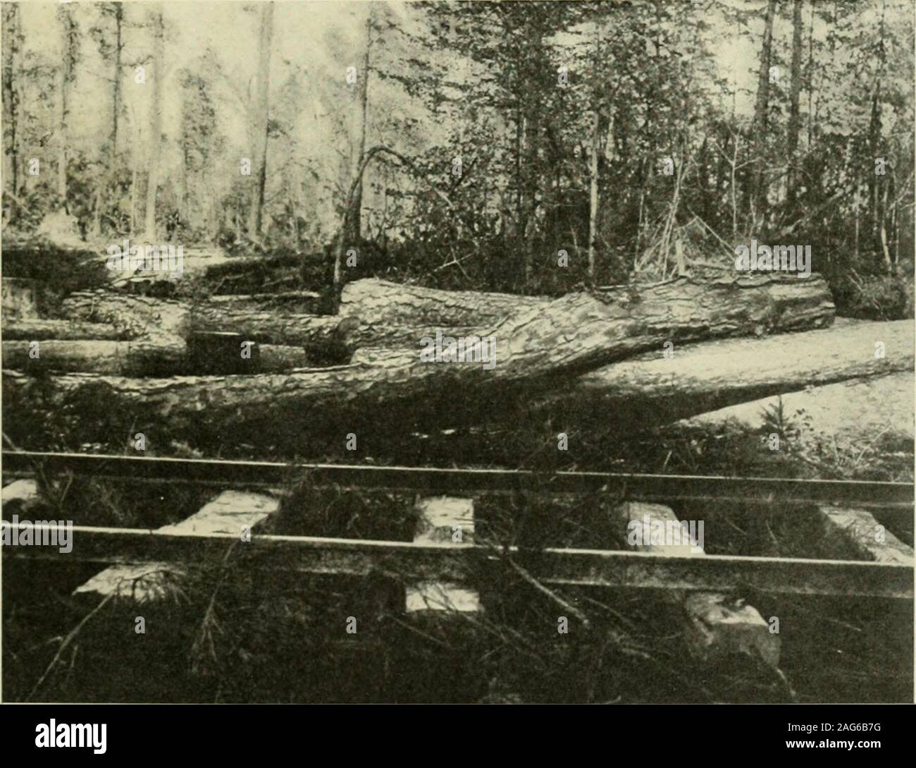 . Prolonging the cut of southern pine. FIG. 1—TOP BKOKKN FROM FALLING ...