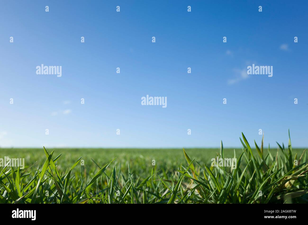 Grass foreground england hi-res stock photography and images - Alamy