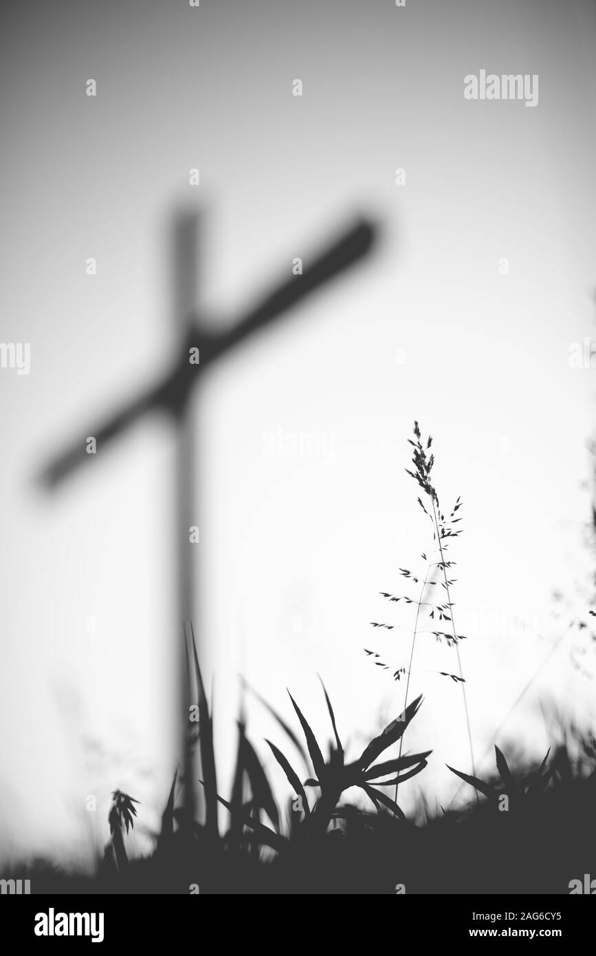 Cross section timber section Black and White Stock Photos & Images - Alamy