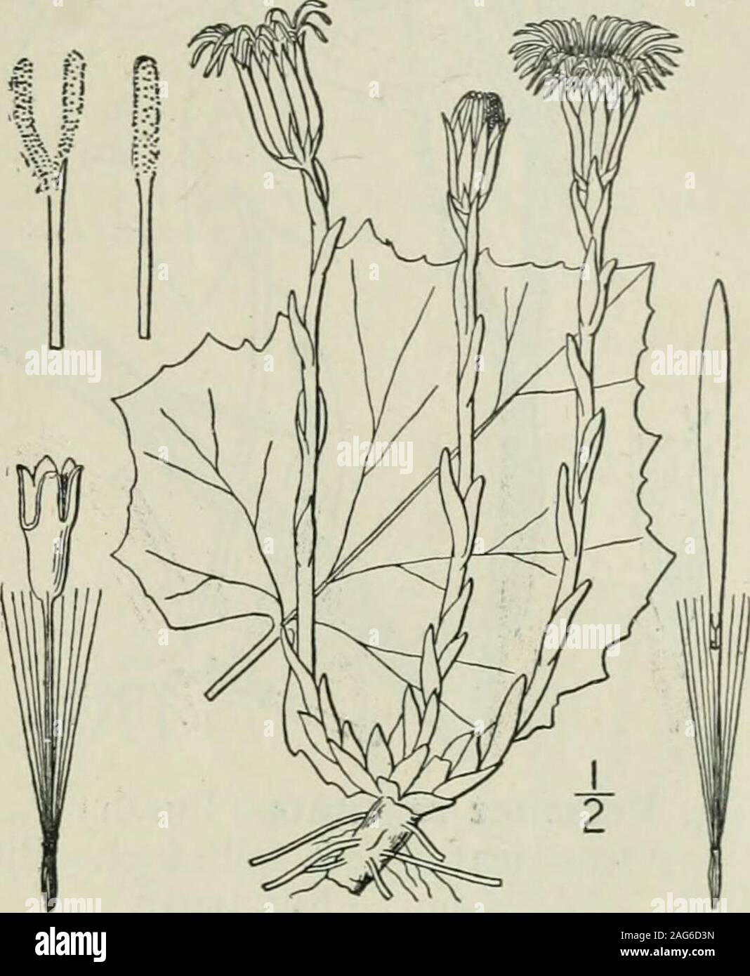 Campanulate involucre hi-res stock photography and images - Alamy