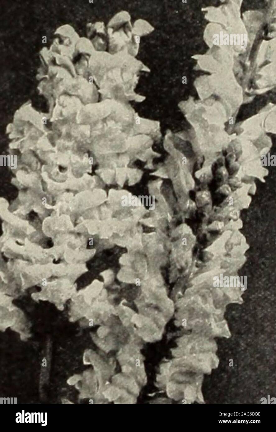 Long spurred flowers hi-res stock photography and images - Alamy