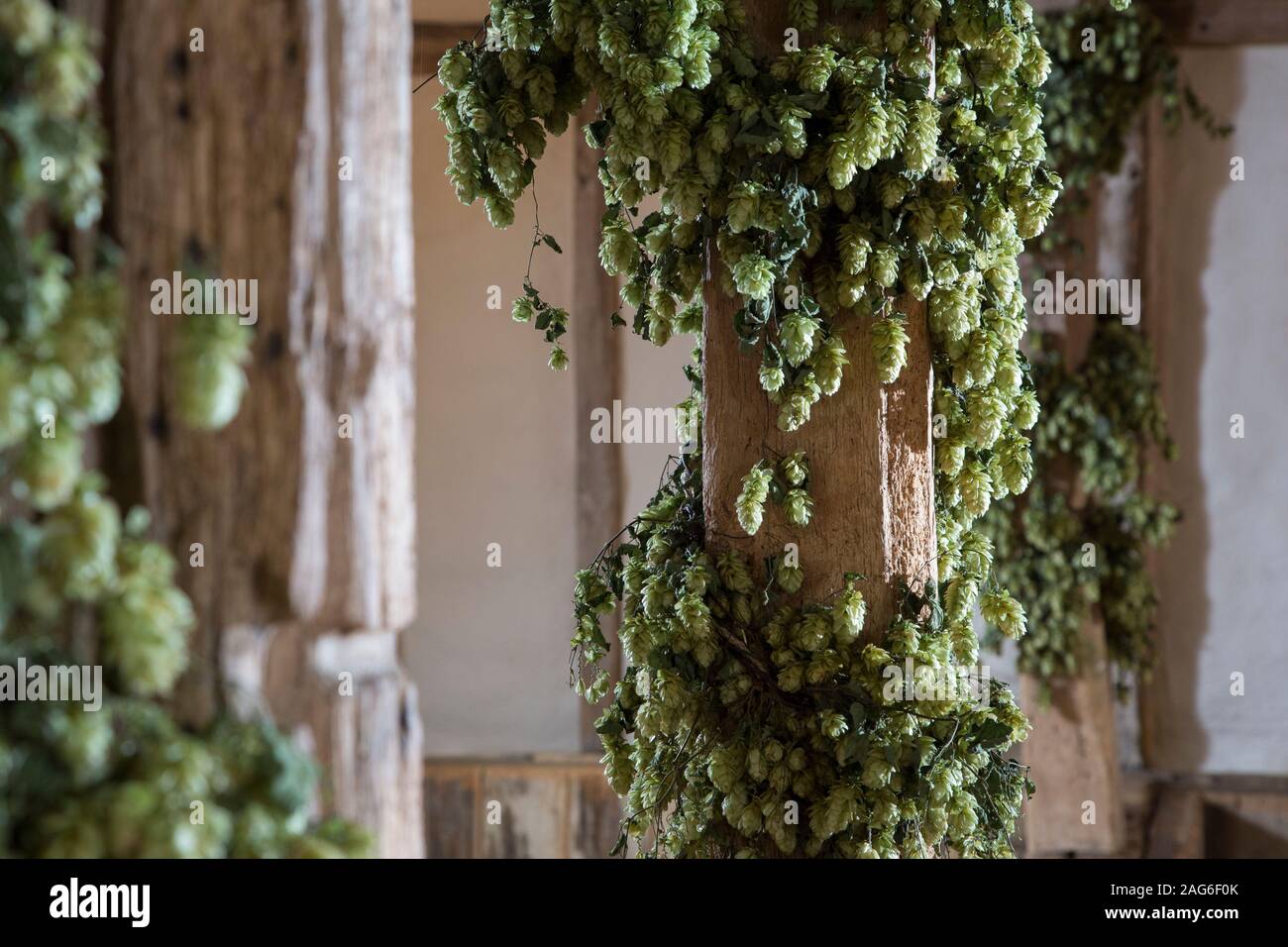 Growing beams hi-res stock photography and images - Alamy