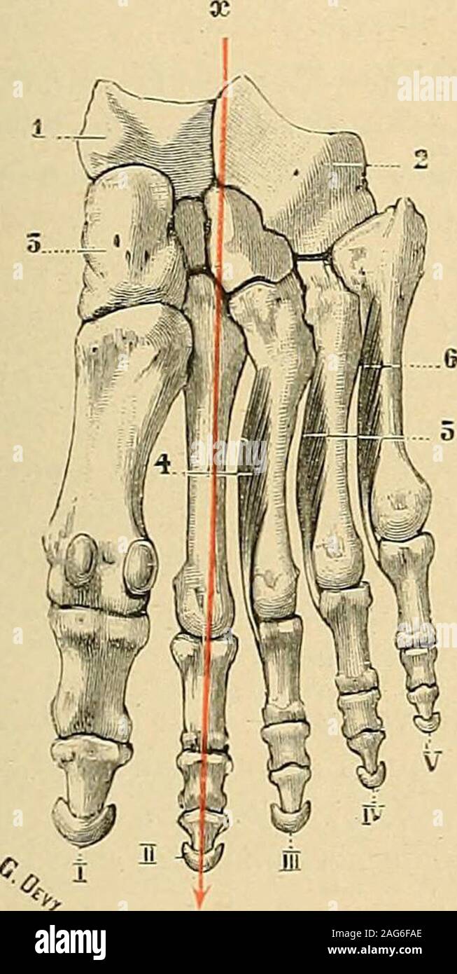 Muscles du pied hi-res stock photography and images - Alamy