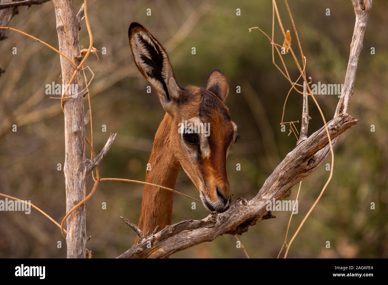 With captured roe deer hi-res stock photography and images - Alamy