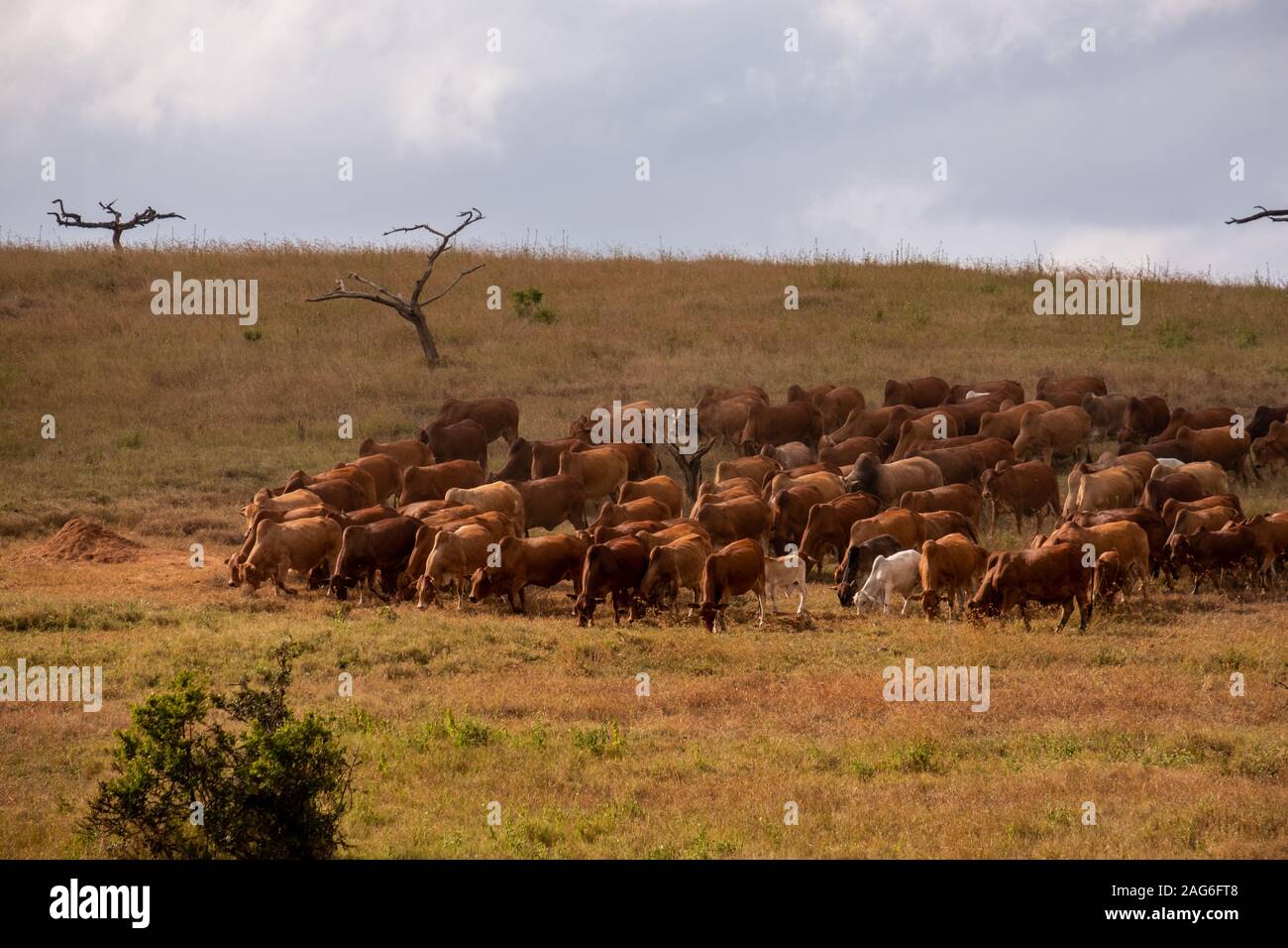 Cattle scene kenya hi-res stock photography and images - Alamy