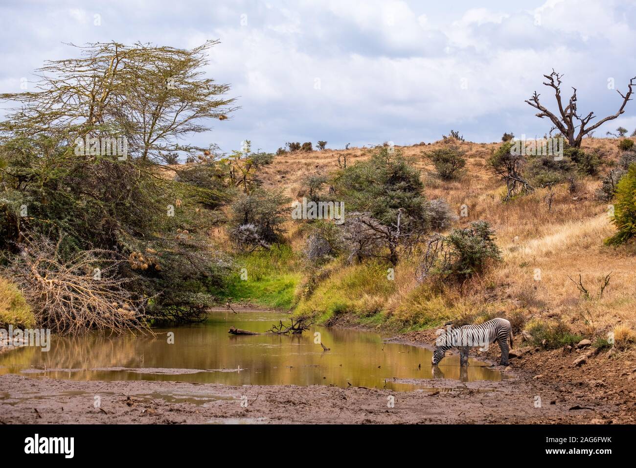 Zebra drinking water from pond hi-res stock photography and images - Alamy