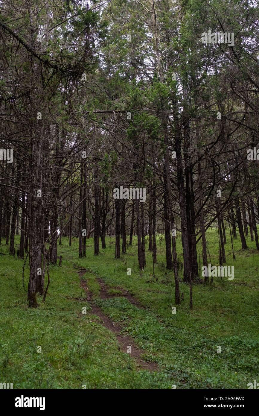 Vertical shot of the beautiful tall trees in the middle of the jungle captured in Mount Kenya ...