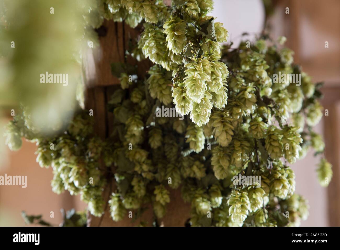 Beer hops growing on wooden beams, UK England Stock Photo - Alamy