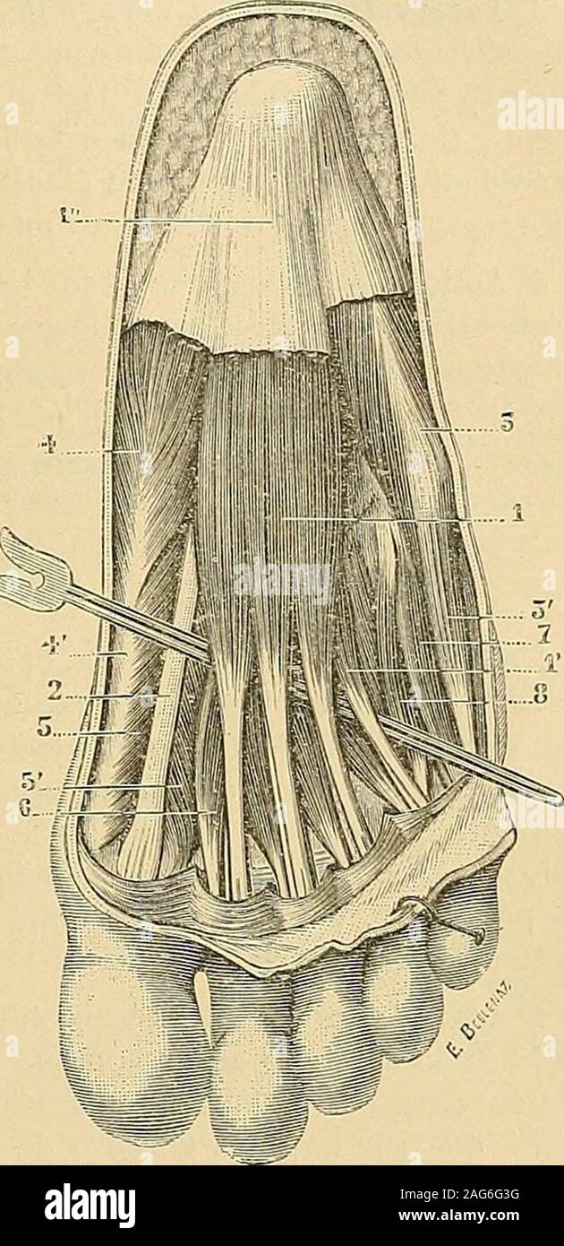 Un peu aplati hi-res stock photography and images - Alamy