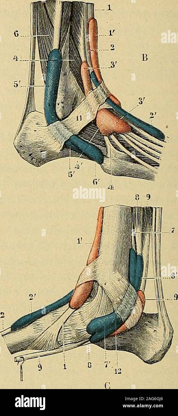 . Traité d'anatomie humaine : anatomie descriptive, histologie ...