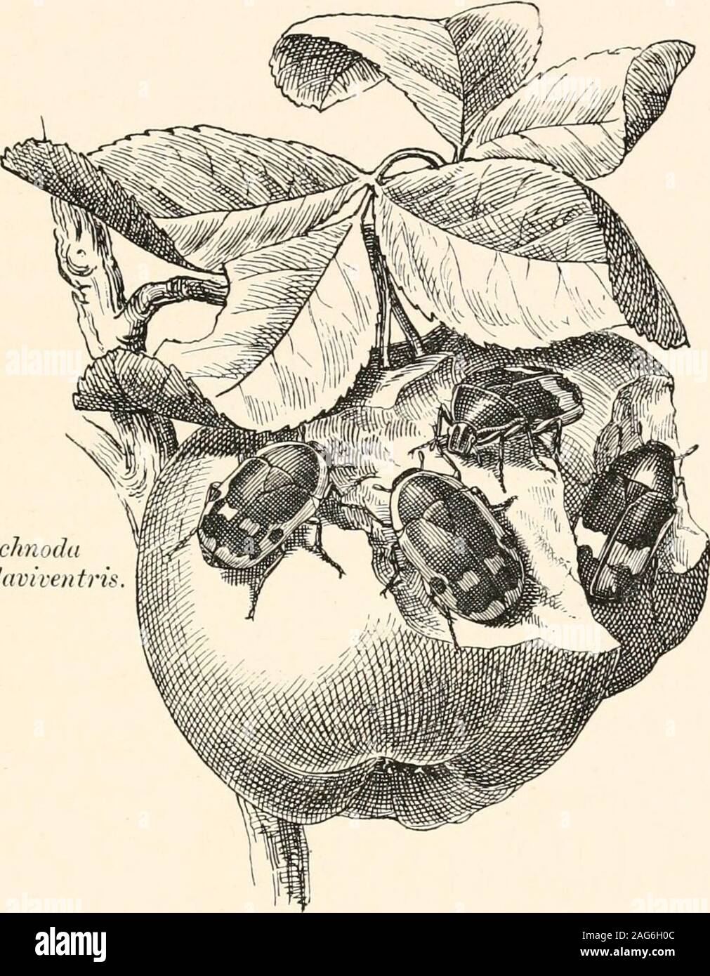 . A naturalist in the Transvaal. MAGWAMBA CARVINGS.. Pachnodu Jiavii ...