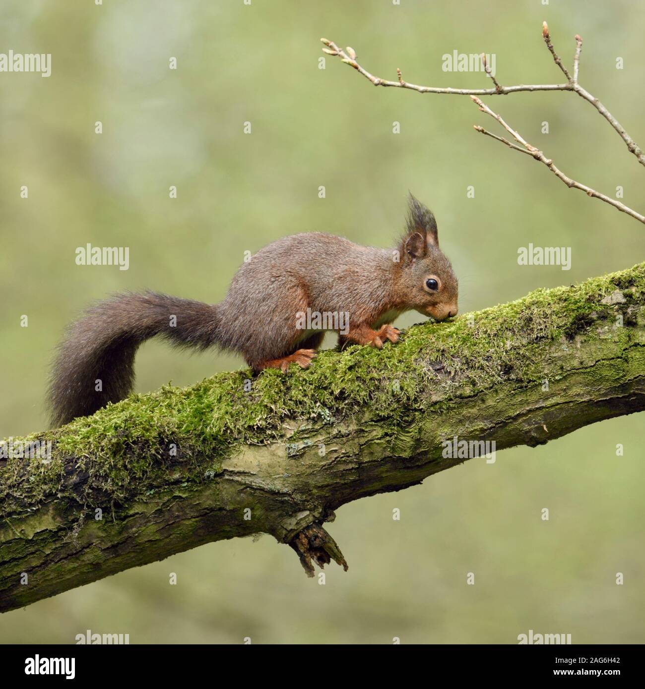 Eurasian red squirrels hi-res stock photography and images - Alamy