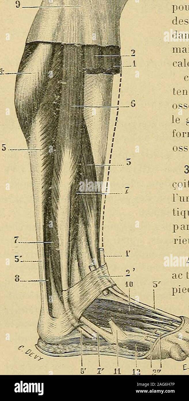 . Traité d'anatomie humaine : anatomie descriptive, histologie ...