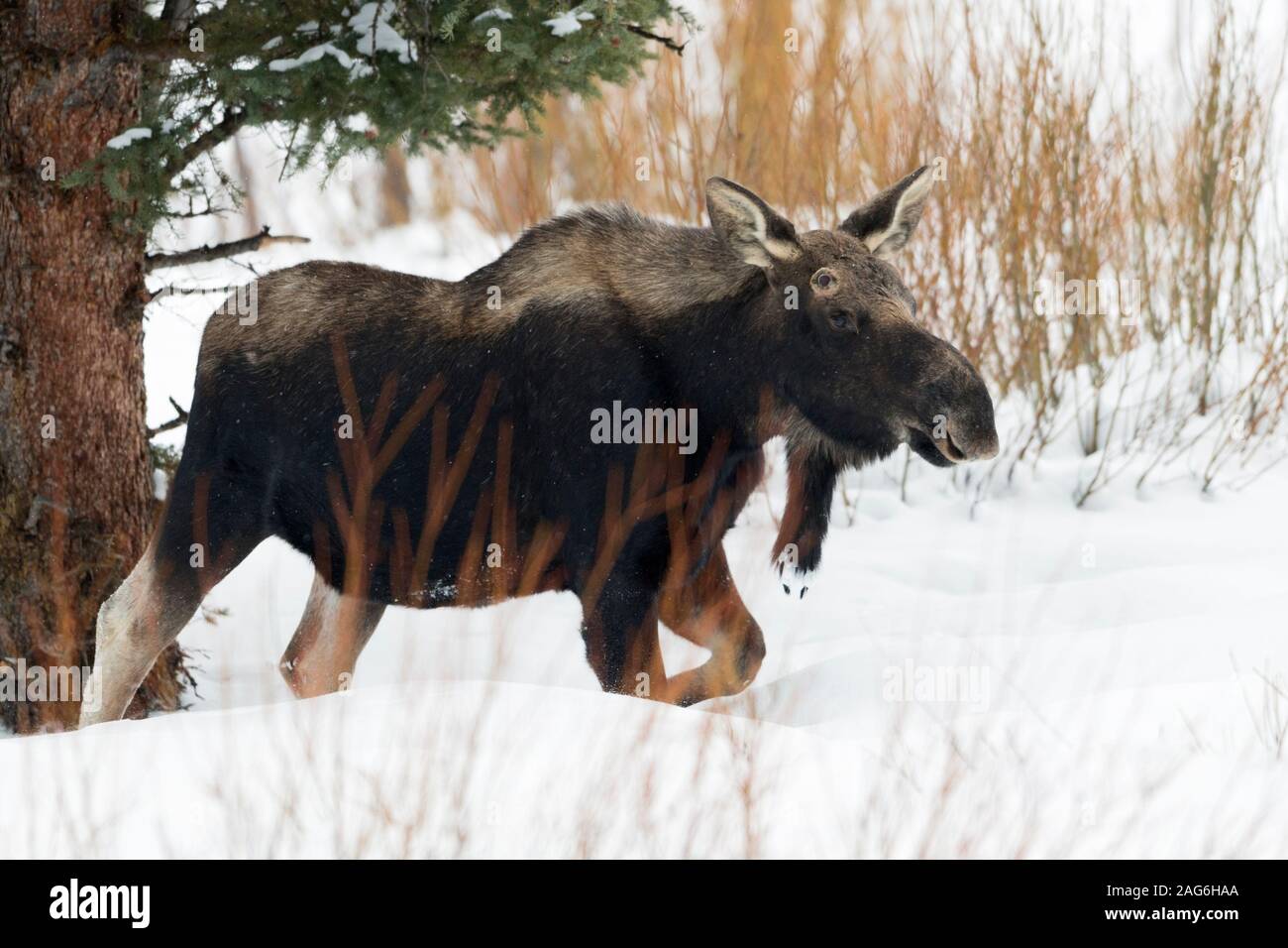 Full body photo of a moose hi-res stock photography and images - Alamy
