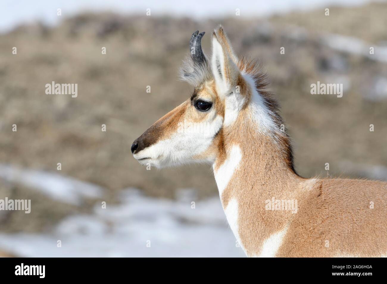 American pronghorn antelope male hi-res stock photography and images ...