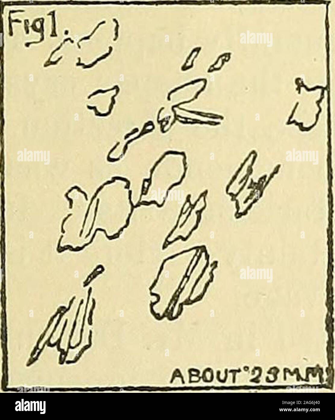 Dust under the microscope hi-res stock photography and images - Alamy