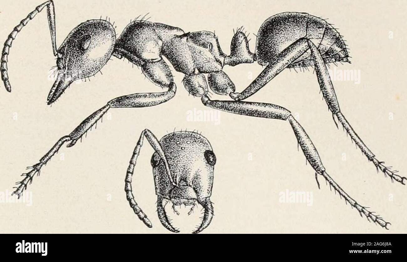 Mother of ants hi-res stock photography and images - Alamy