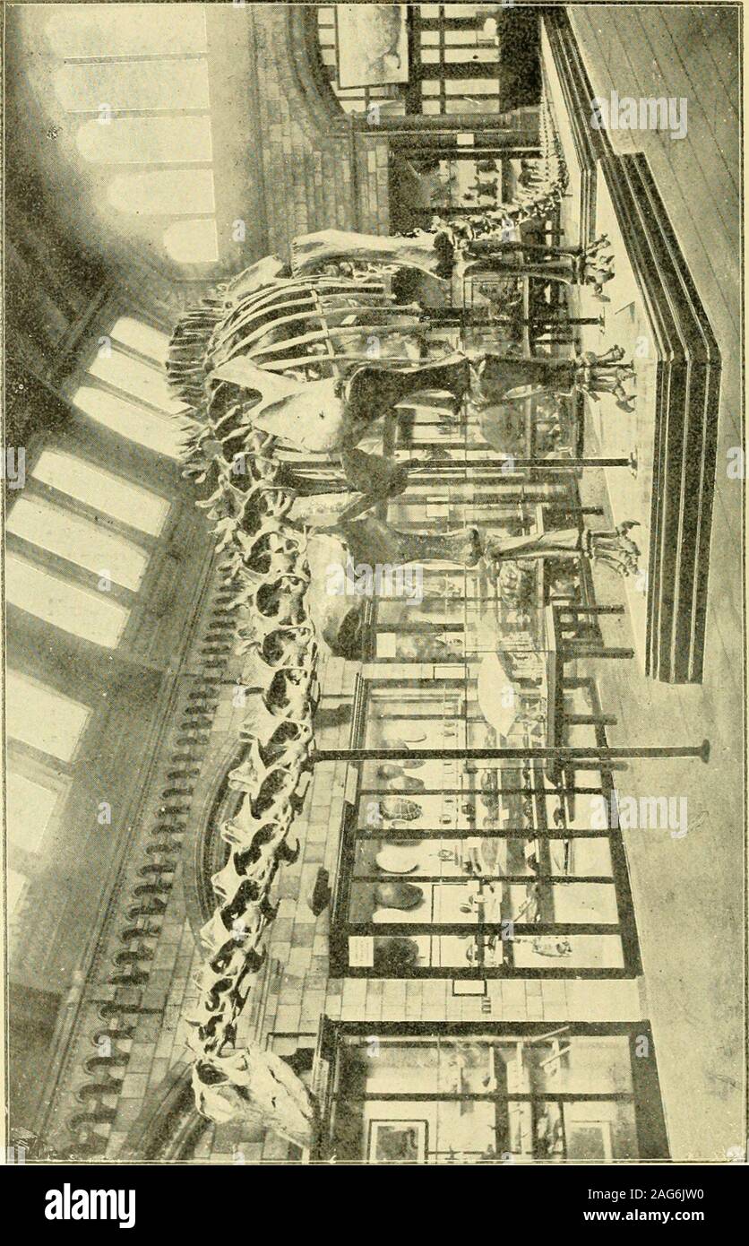 Skeleton carvings hi-res stock photography and images - Alamy