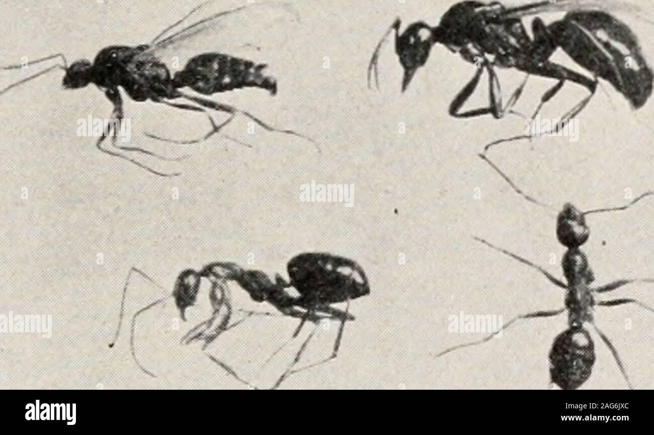 . Ants; their structure, development and behavior Stock Photo - Alamy