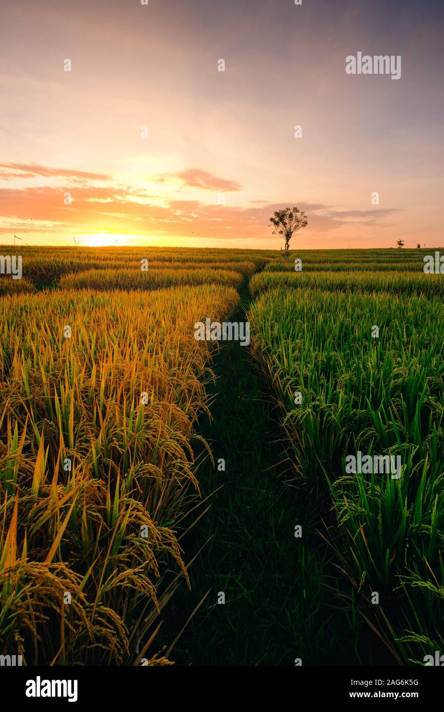 Vertical shot of a tree on a field covered with green grass captured in ...