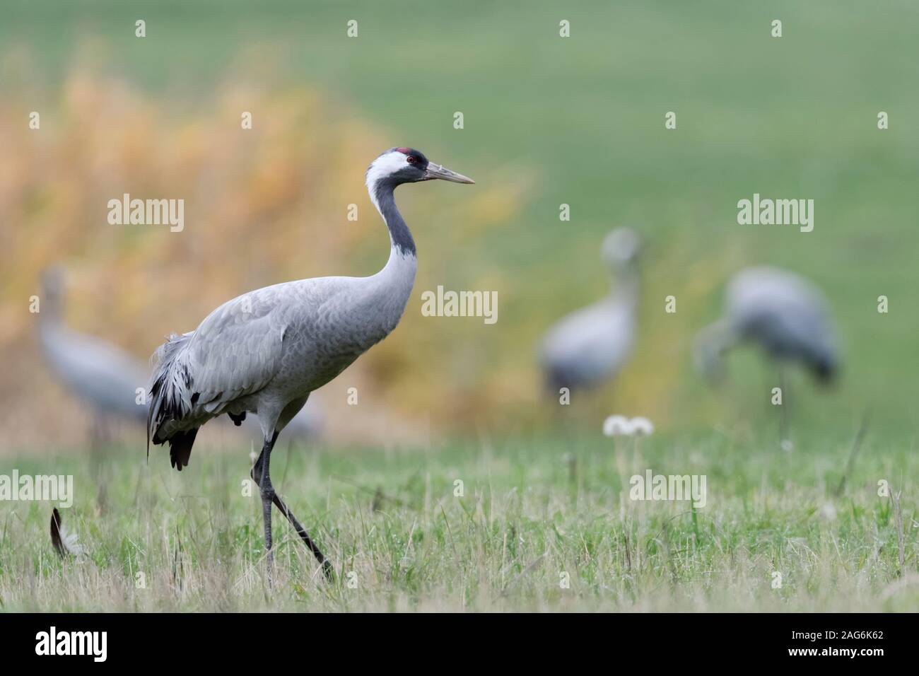 Grus gru common crane High Resolution Stock Photography and Images - Alamy