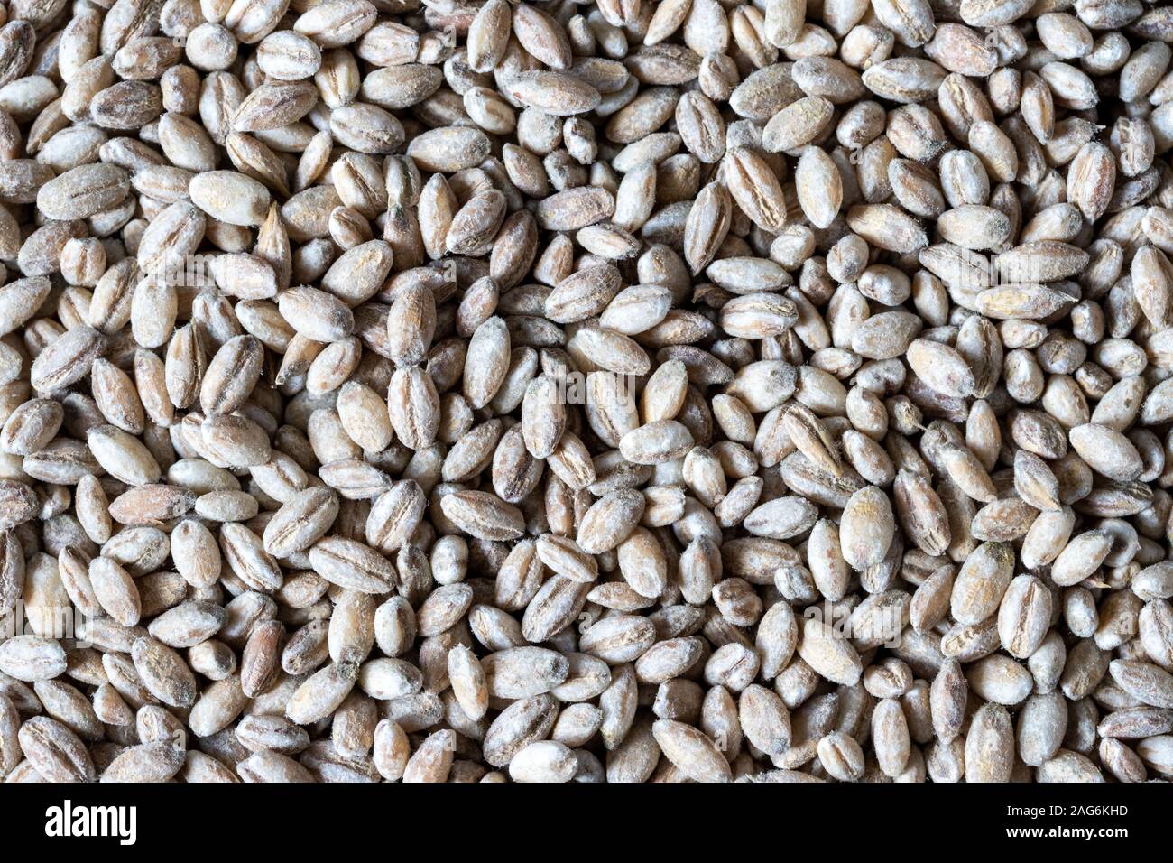 Barley grains background or texture. Gluten-Free and healthy vegeterian ...